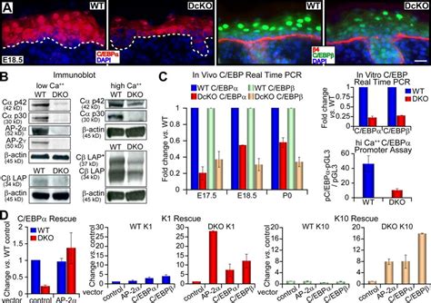 C Ebp Gene Expression Is Regulated By Ap 2α And Ap 2γ A