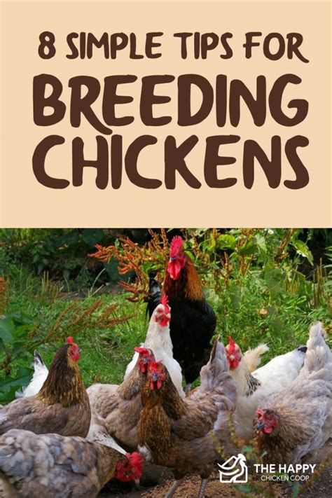 8 Simple Tips For Breeding Chickens The Happy Chicken Coop
