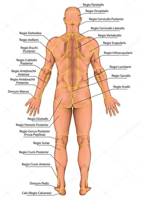 Dr Samuel Banda Anatomía Del Cuerpo Humano Por Regiones