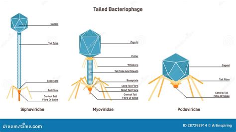 Tailed Bacteriophage Vector Illustration Labeled Virus Educational