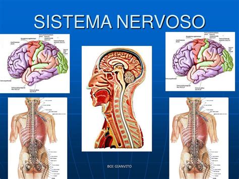 Sistema Nervoso Central E Ppt