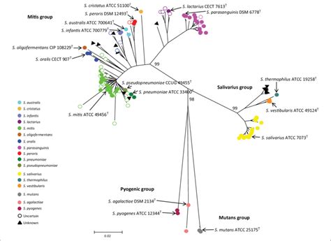 Phylogenetic Tree Based On The Concatenated Sequences Of 16s Rrna