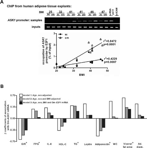 effect of bmi on e2f1 binding to the ask1 promoter and associations