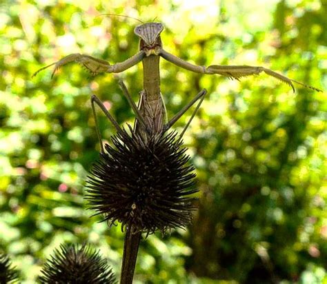 Praying Mantis Garden Pest Control Fasci Garden