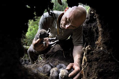 radioactive wolves gallery nature pbs