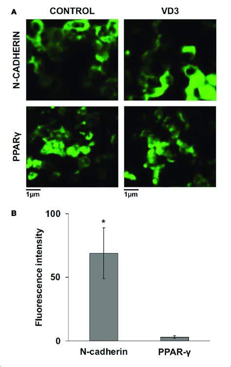 Immunofluorescence Analysis Of N Cadherin And Peroxisome