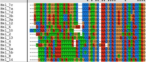 Alignment Of The Last 50 Nucleotides Of Known Maize Helitrons 3 End A