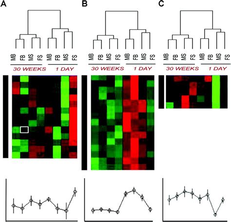 sex dependence and temporal dependence of the left ventricular genomic