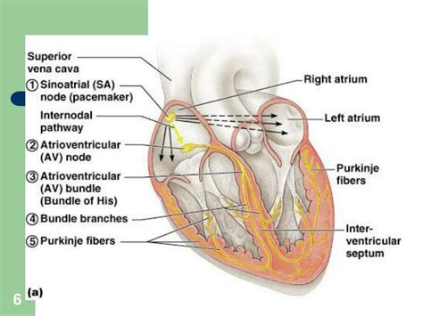 Ppt Conduction System Of The Heart 4 Powerpoint Presentation Id 5573116