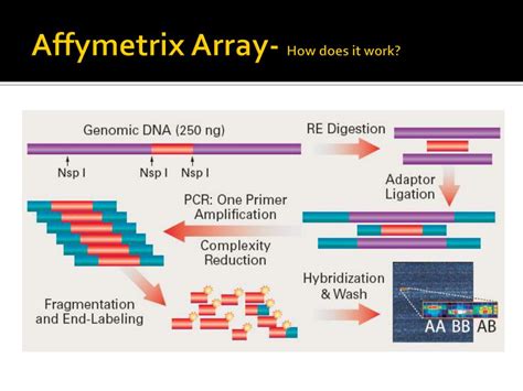 Ppt Global Variation In Copy Number In The Human Genome Powerpoint