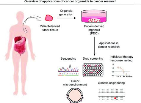 Applications Of Cancer Organoids In Cancer Research Generated