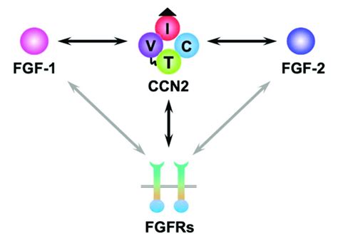 Molecular Structure Of Ccn2 And Its Interactions With Canonical Fgfs