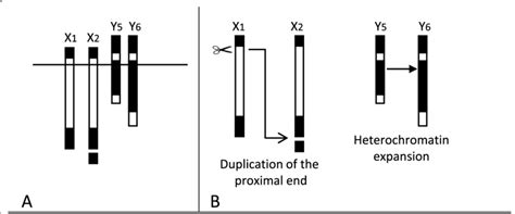 A Schematic Representation Of Sex Chromosomes Detected In Wild And Lab
