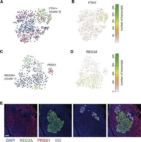A Single Cell Transcriptome Atlas Of The Human Pancreas Cell Systems