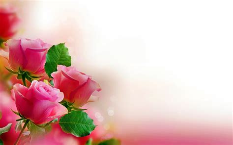Elegant Pastel Pink Roses 4k Ultra Hd Wallpaper