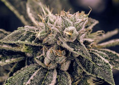 6 Of The Most Common Cannabis Terpenes And Their Benefits Abide Napa