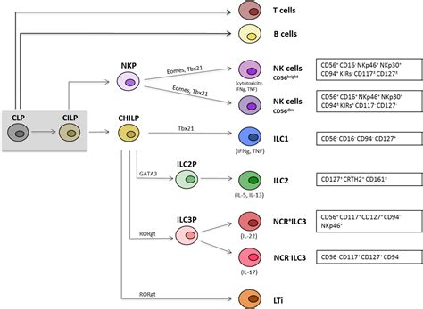 Markers And Function Of Human Nk Cells In Normal And Pathological