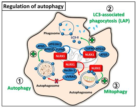 Ijms Free Full Text Focusing On The Cell Type Specific Regulatory