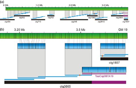 Scaffolding And Correcting Physical Map Contigs Based On The Genome Map