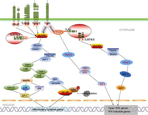 Myd88 And Trif Dependent Tlr Signaling Pathways Download Scientific