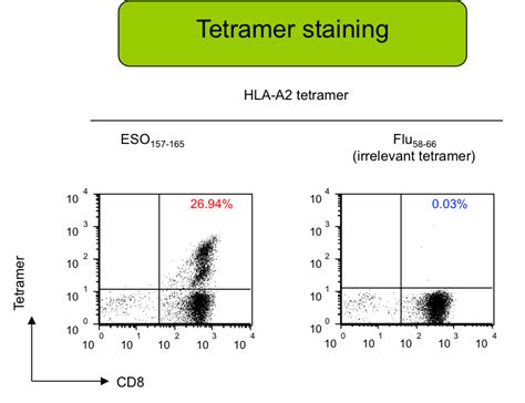 Peptide Mhc Tetramer Staining Roswell Park Comprehensive Cancer Center