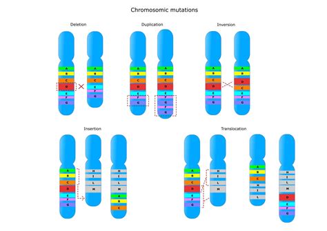 Chromosome Mutations Biology Online Tutorial