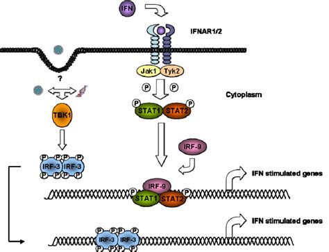 The Jak Stat Signalling Pathway The Binding Of Ifn To The Ifn α β