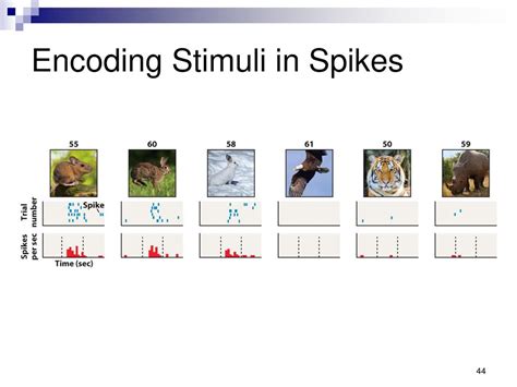 3 Neurons And Synapses Brain And Behavior David Eagleman Ppt Download