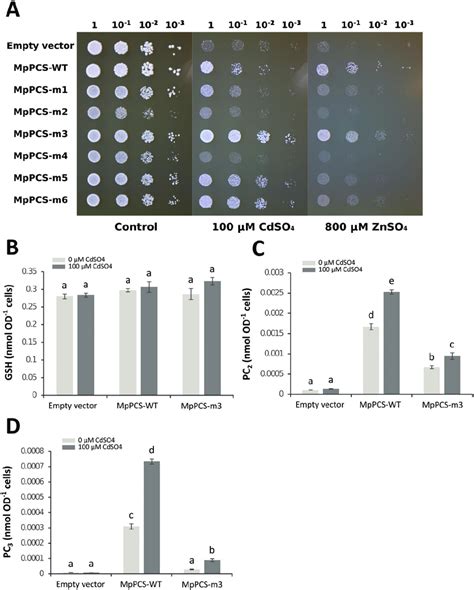 Yeast Complementation Assay And Thiol Peptide Quantification A Yeast