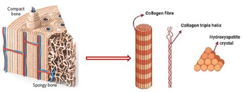 Bioengineering Free Full Text Scaffold Fabrication Techniques Of