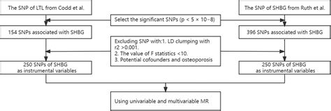 Exploring Causal Relationships Between Leukocyte Telomere Length Sex