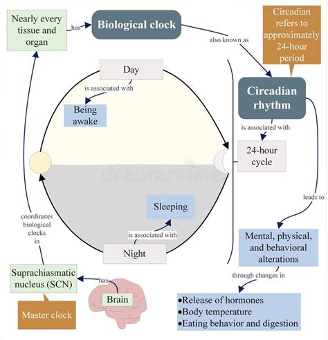Circadian Rhythm Is Related To Biological Clock Stock Illustration