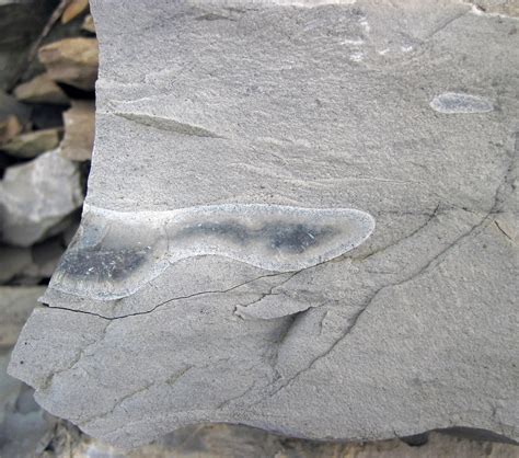 Chert Nodule Delaware Limestone Middle Devonian Emerald… Flickr