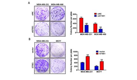 Pdf Gtse1 Is Involved In Breast Cancer Progression In P53 Mutation