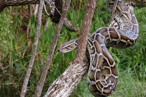 invasive species in the florida everglades worldatlas