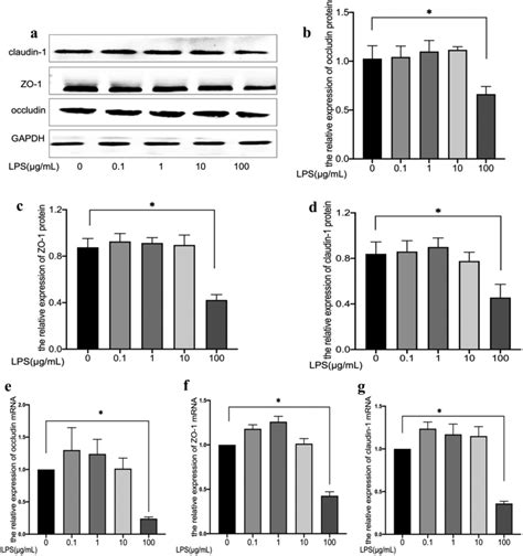The Effects Of Lps On Tight Junction Proteins In The Ht 29 Cell