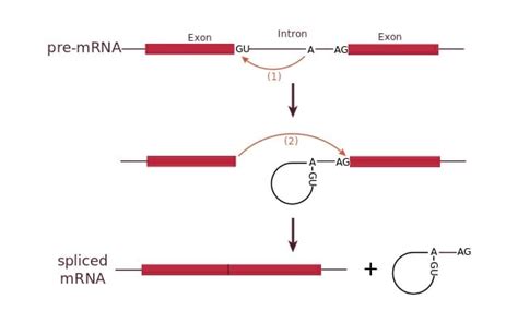 Intron Definition Function And Structure Biology Dictionary