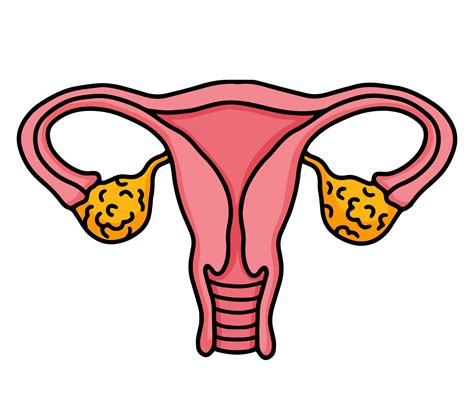 Sistema Reproductivo Femenino útero Y Ovarios Icono Rosa Aislado En