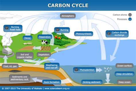How Does Carbon Dioxide Cycle Through The Oceans Communicating