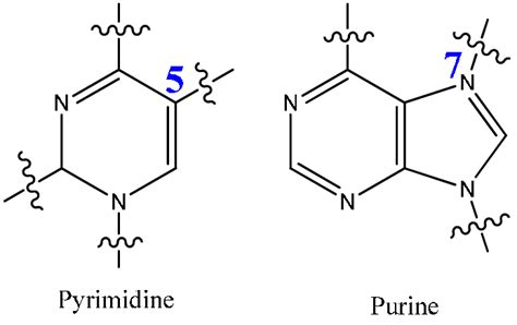 Positions Of Pyrimidine And Purine Modification Download Scientific