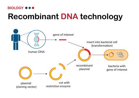 Recombinant Dna Technology Steps And Applications Of Recombinant Dna