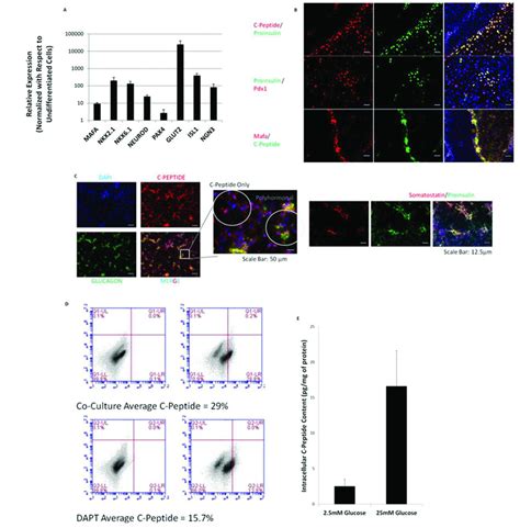 Characterization Of Hesc Derived Cells Matured By Endothelial Cell