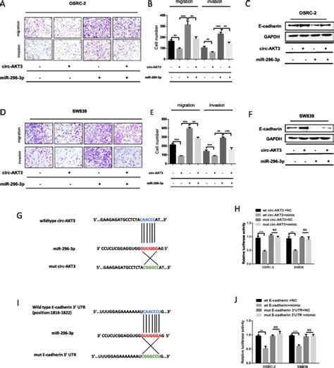 Circ Akt3 Inhibits Clear Cell Renal Cell Carcinoma Metastasis Via