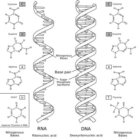 Dna Vs Rna Structure Worksheet
