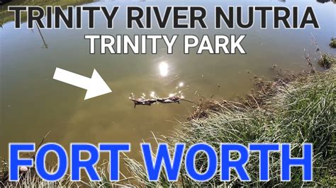 2 Nutrias Playing In Trinity River At Trinity Park Fort Worth Texas