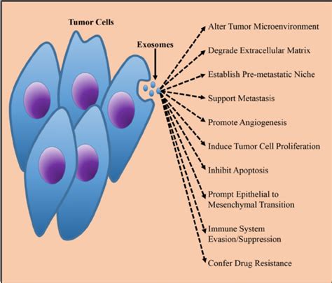 Tumor Derived Exosomes Are Released Constitutively From Cancer Cells