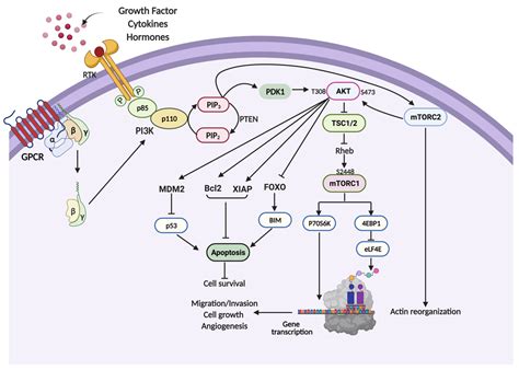 Akt Pathway Cancer