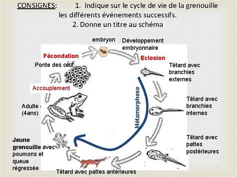 Partie 1 Reproduction Sexue Et Maintien Des Espces