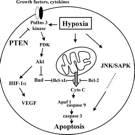 Hypoxic Activation Of Transcription Factors Hif 1α Ap 1 And Nf κb