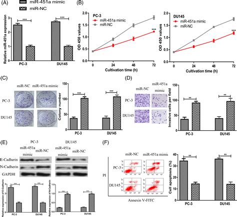 Mir‐451a Is Downregulated And Targets Psmb8 In Prostate Cancer Liu
